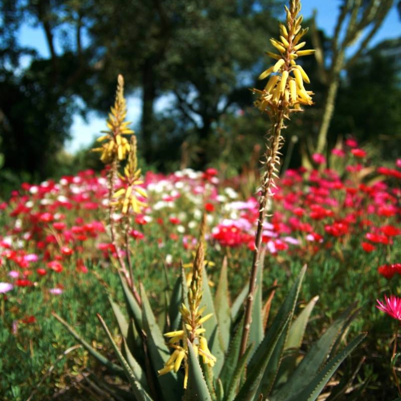 The Alameda - Gibraltar Botanic Gardens - April Flowers